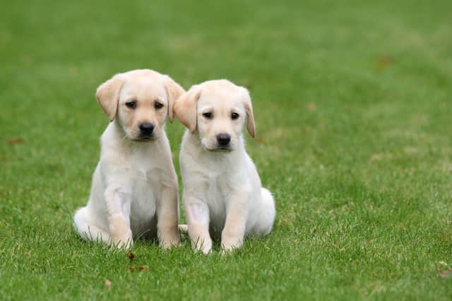 Could you look after a guide dog puppy? More homes urgently needed for ...
